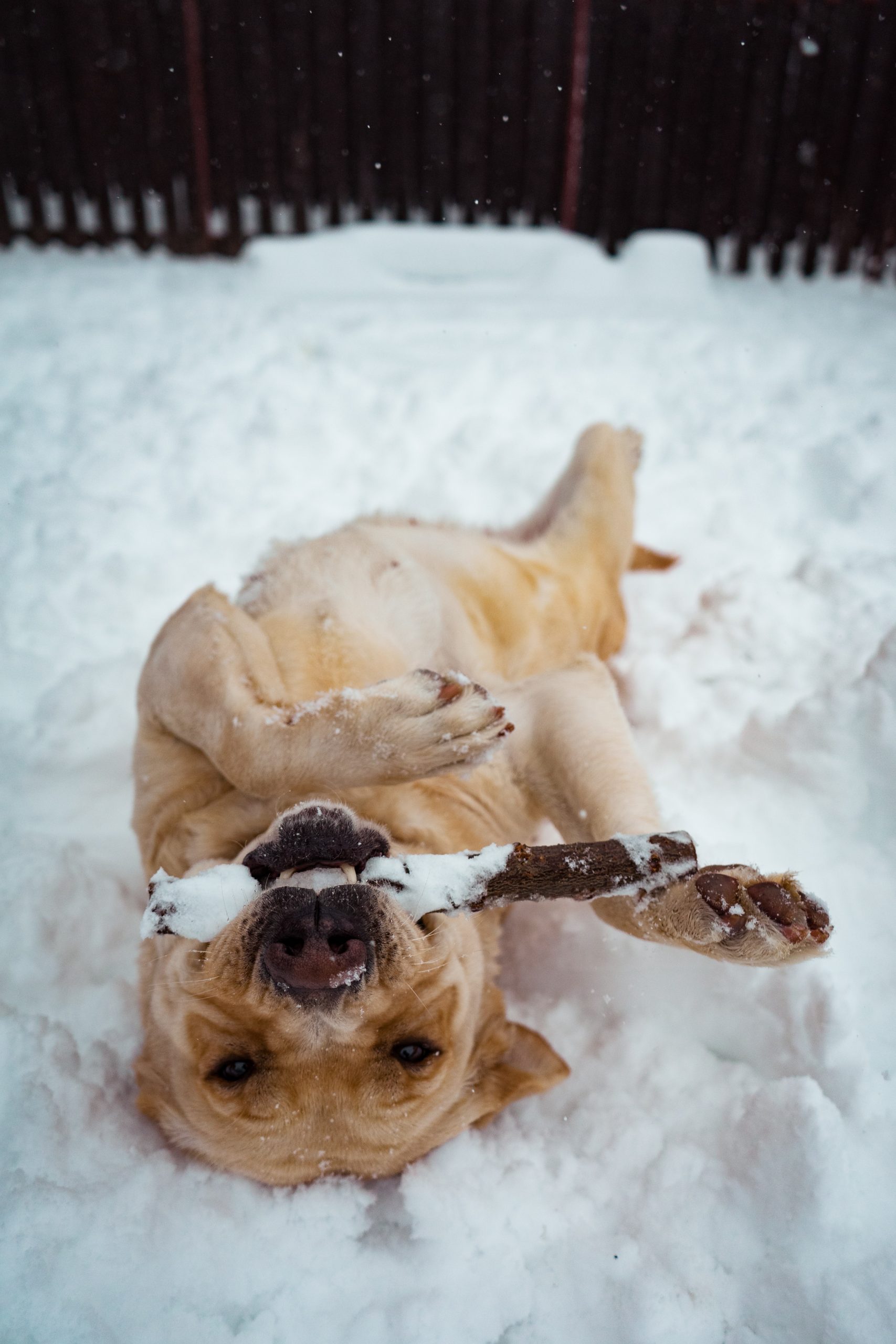 5 Ways to Enjoy Snow with Your Dog - Best Family Dogs
